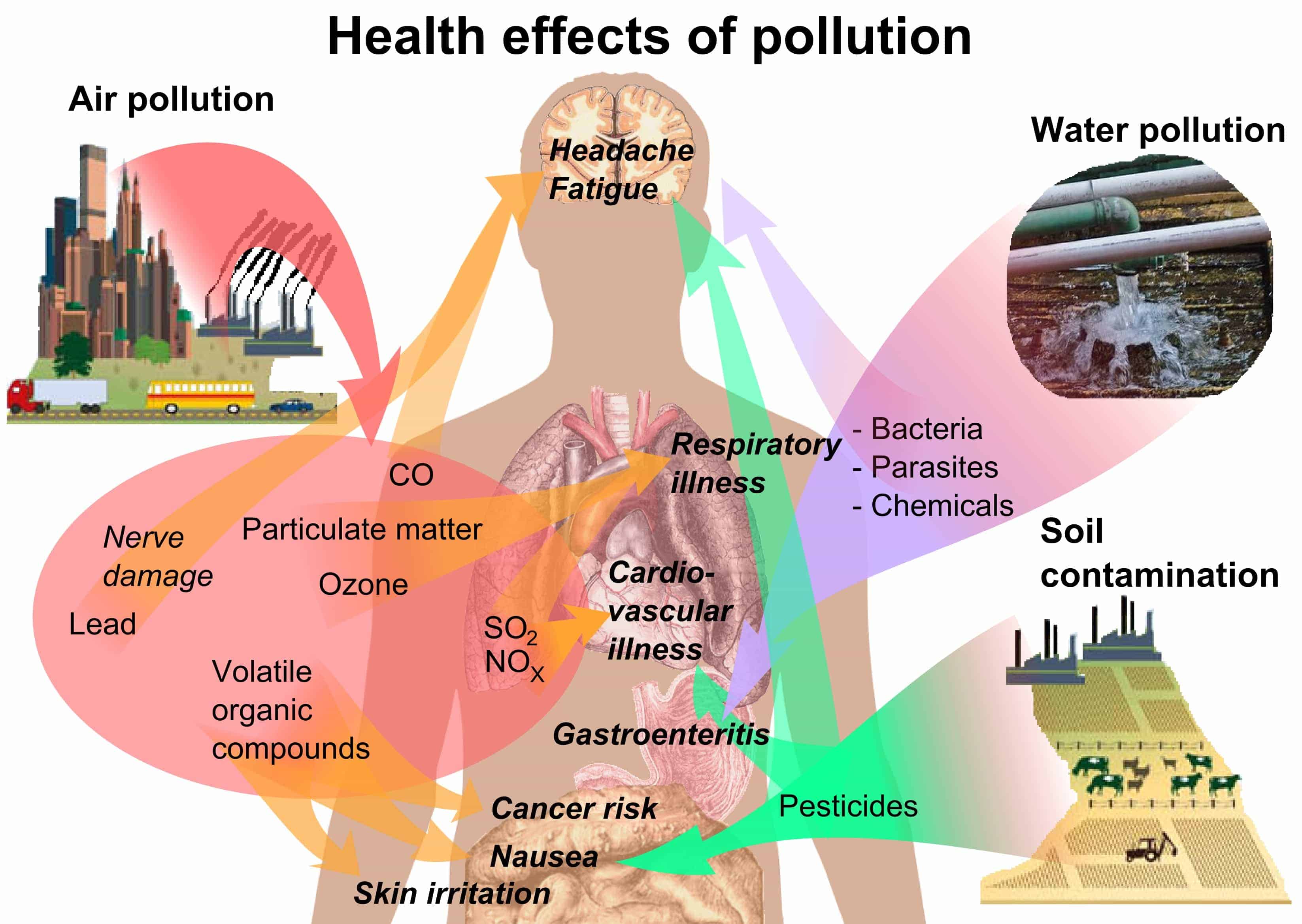 Foods and toxins: What kinds of toxins can I get from my foods and how ...
